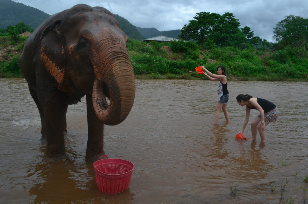 Elephant Nature Park - Um dia com elefantes em Chiang Mai, na Tailândia ...